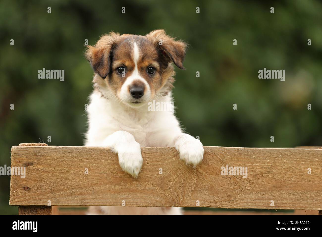 Krom dog puppy Stock Photo - Alamy