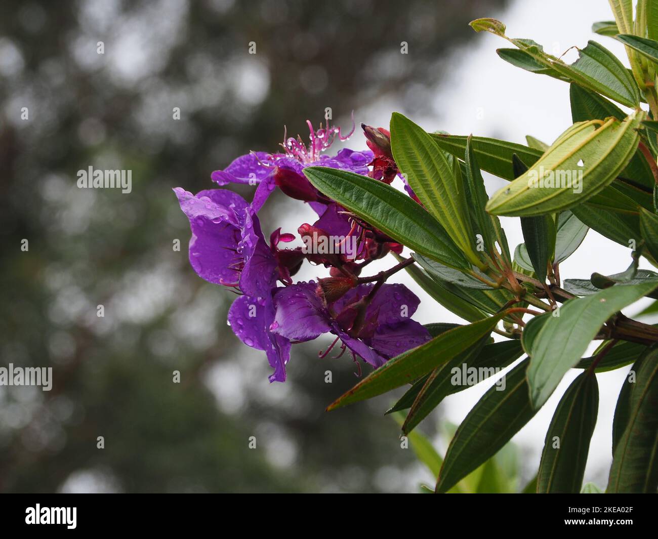 Glorious purple flowers, Tibouchina, in an Australian coastal sub ...