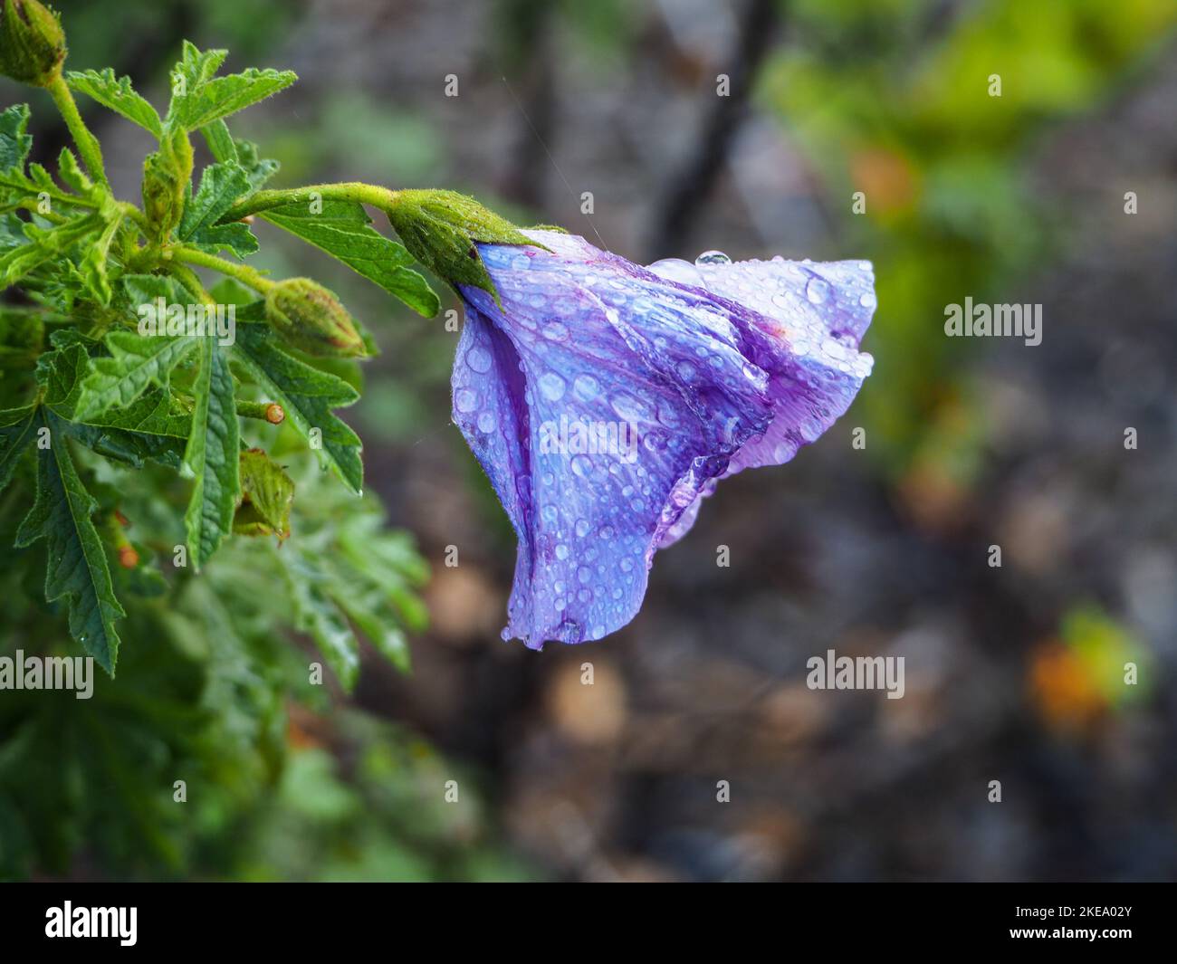 Wet purple spring mauve hibiscus flower covered in raindrops in the ...
