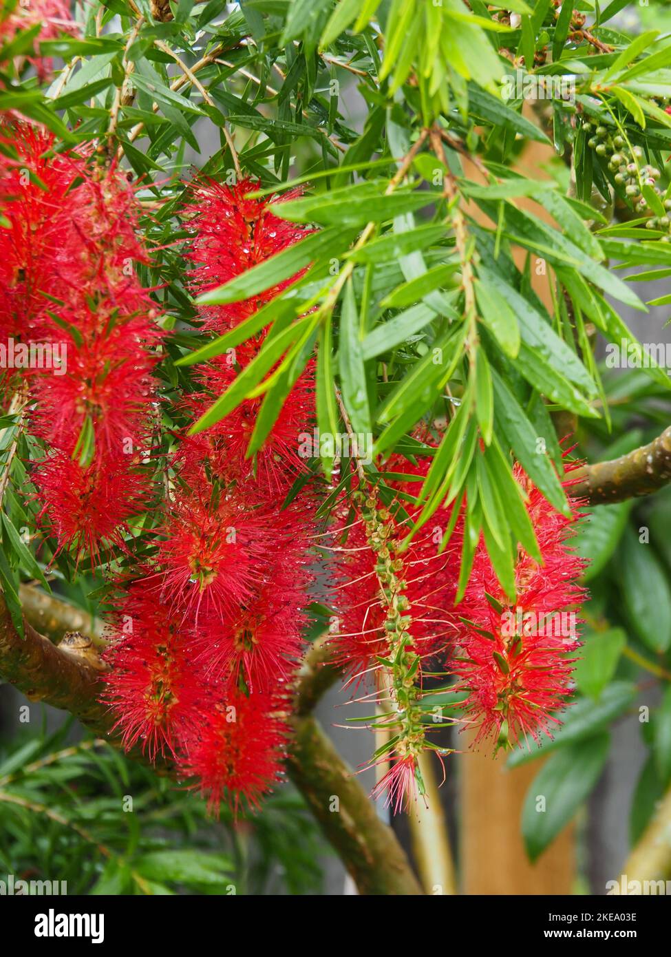 Colourful australian native bunch of flowers hi-res stock photography ...