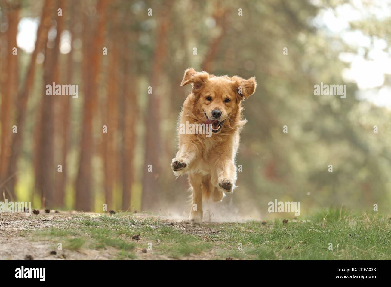 Golden middle way hi-res stock photography and images - Alamy