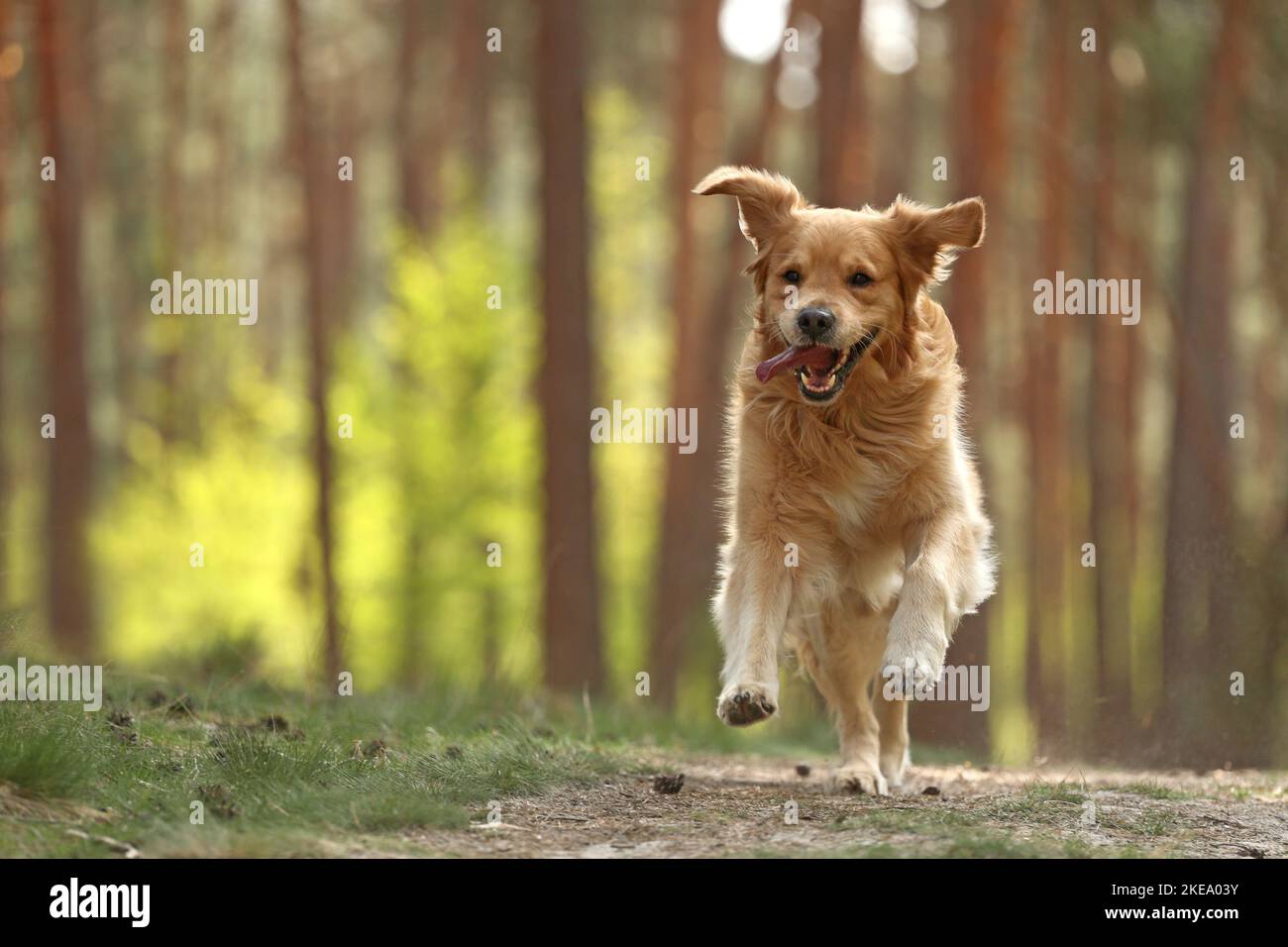 Golden middle way hi-res stock photography and images - Alamy