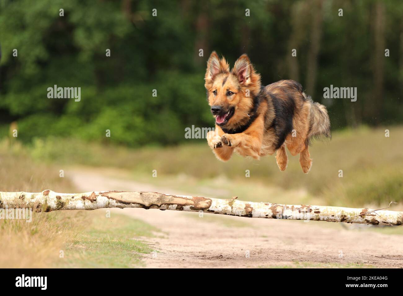 Harzer Fuchs in summer Stock Photo - Alamy