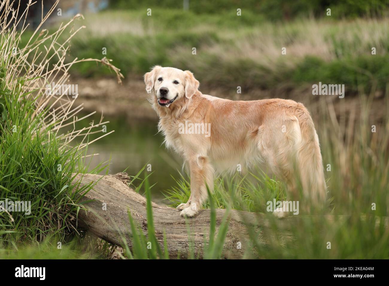 Golden Retriever outdoor Stock Photo - Alamy