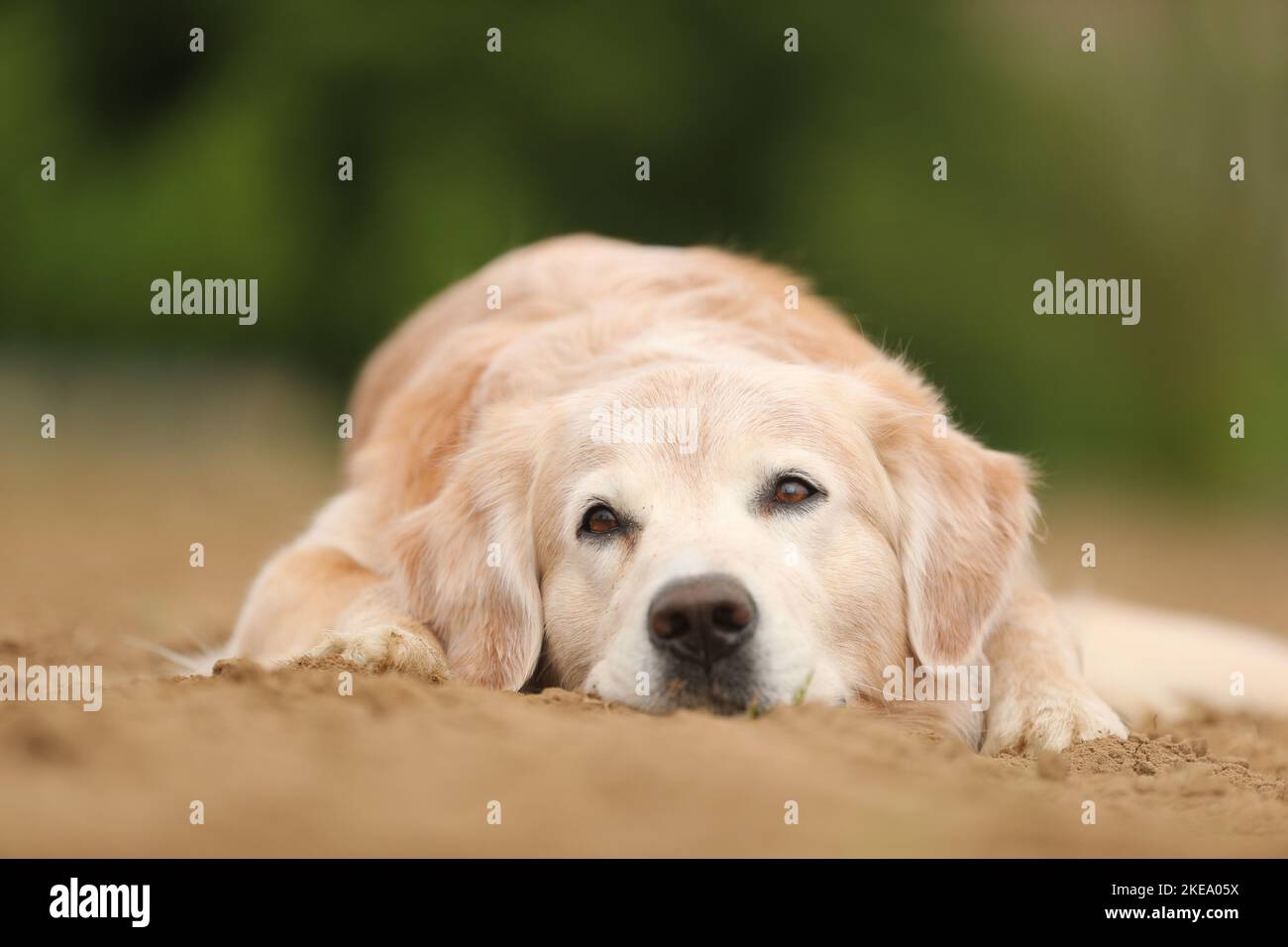 Golden Retriever outdoor Stock Photo - Alamy