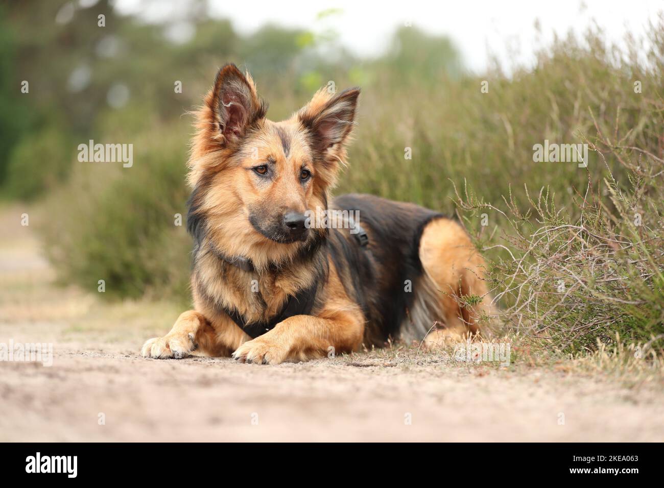 Harzer Fuchs in summer Stock Photo - Alamy