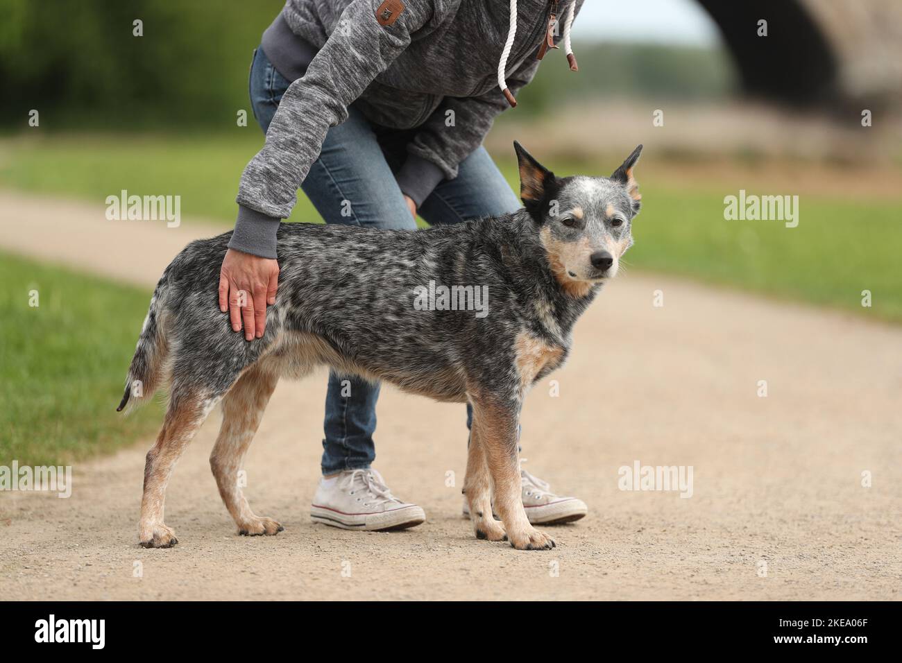 blue-speckled Australian Cattle Dog Stock Photo - Alamy
