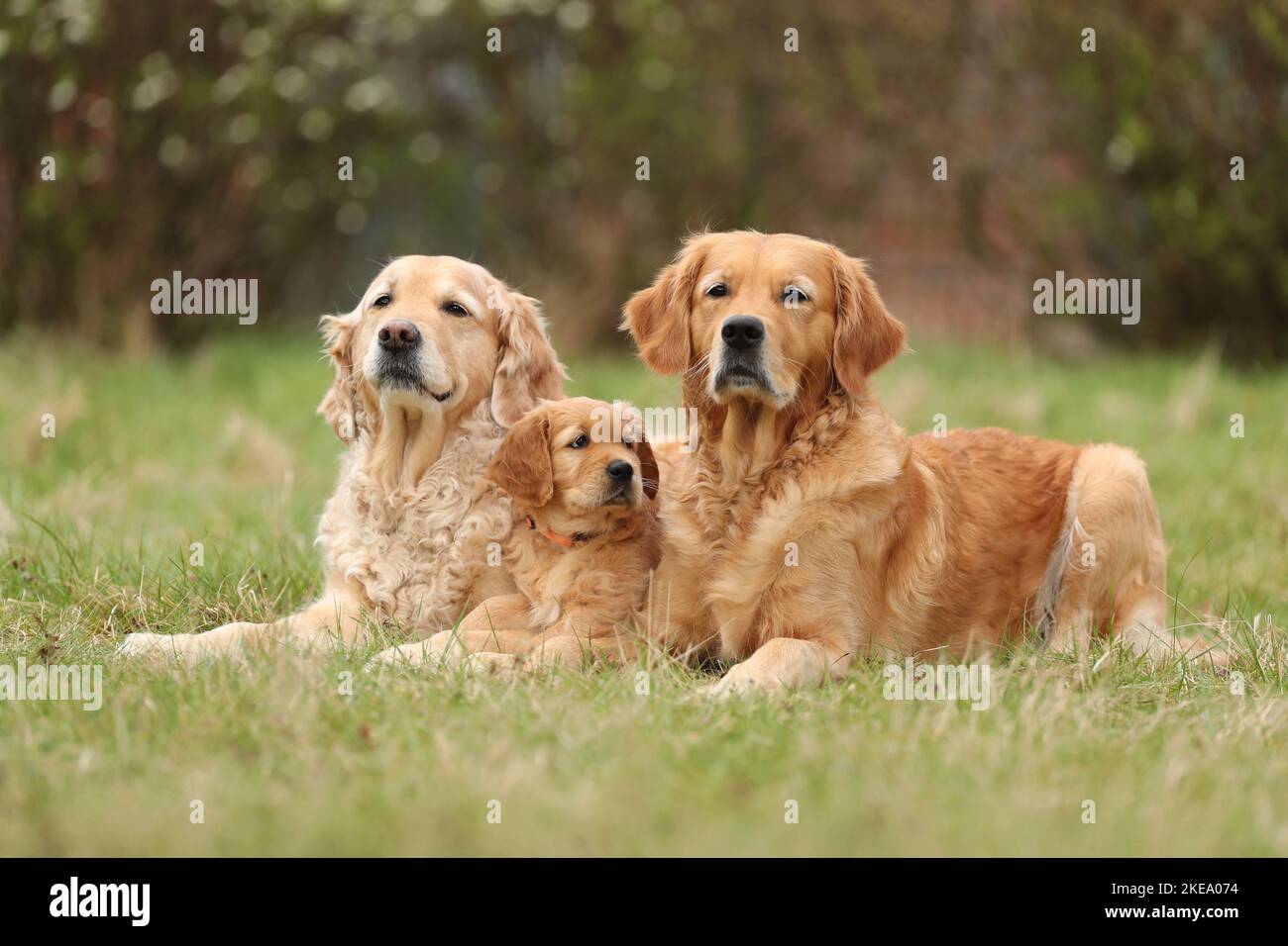 3 golden retrievers hi-res stock photography and images - Alamy