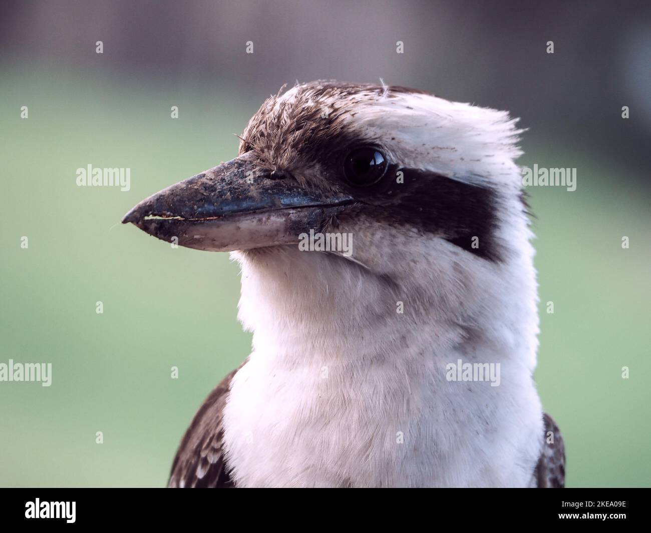 Australian native bird, Kookaburra, Australia Stock Photo - Alamy