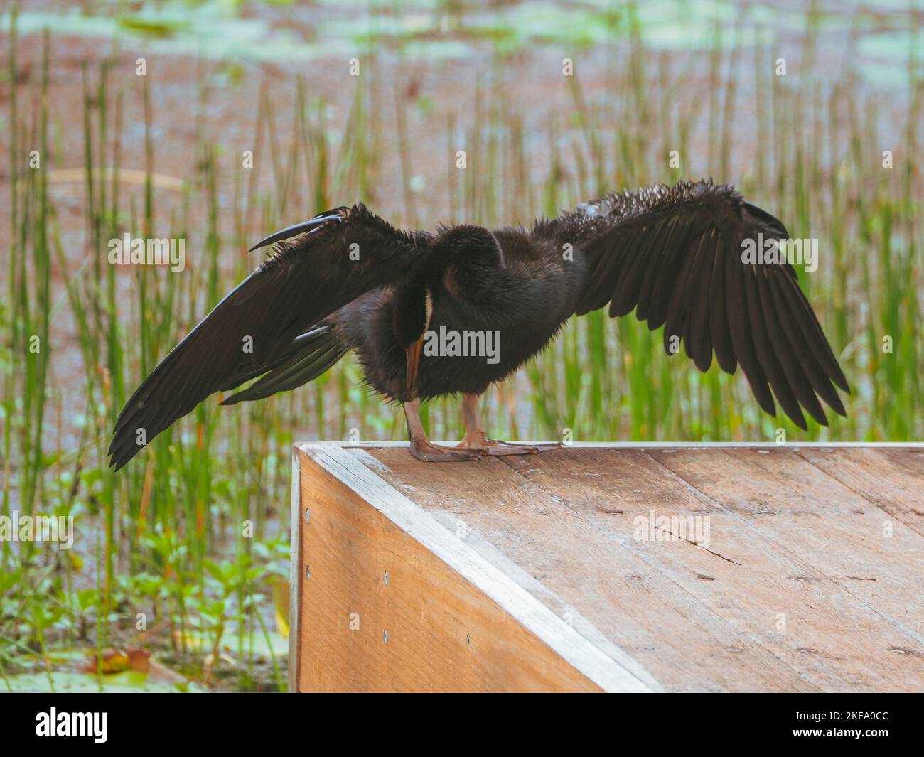 Australian wildlife, Birds, Australasian Darter Bird ,head down, with ...