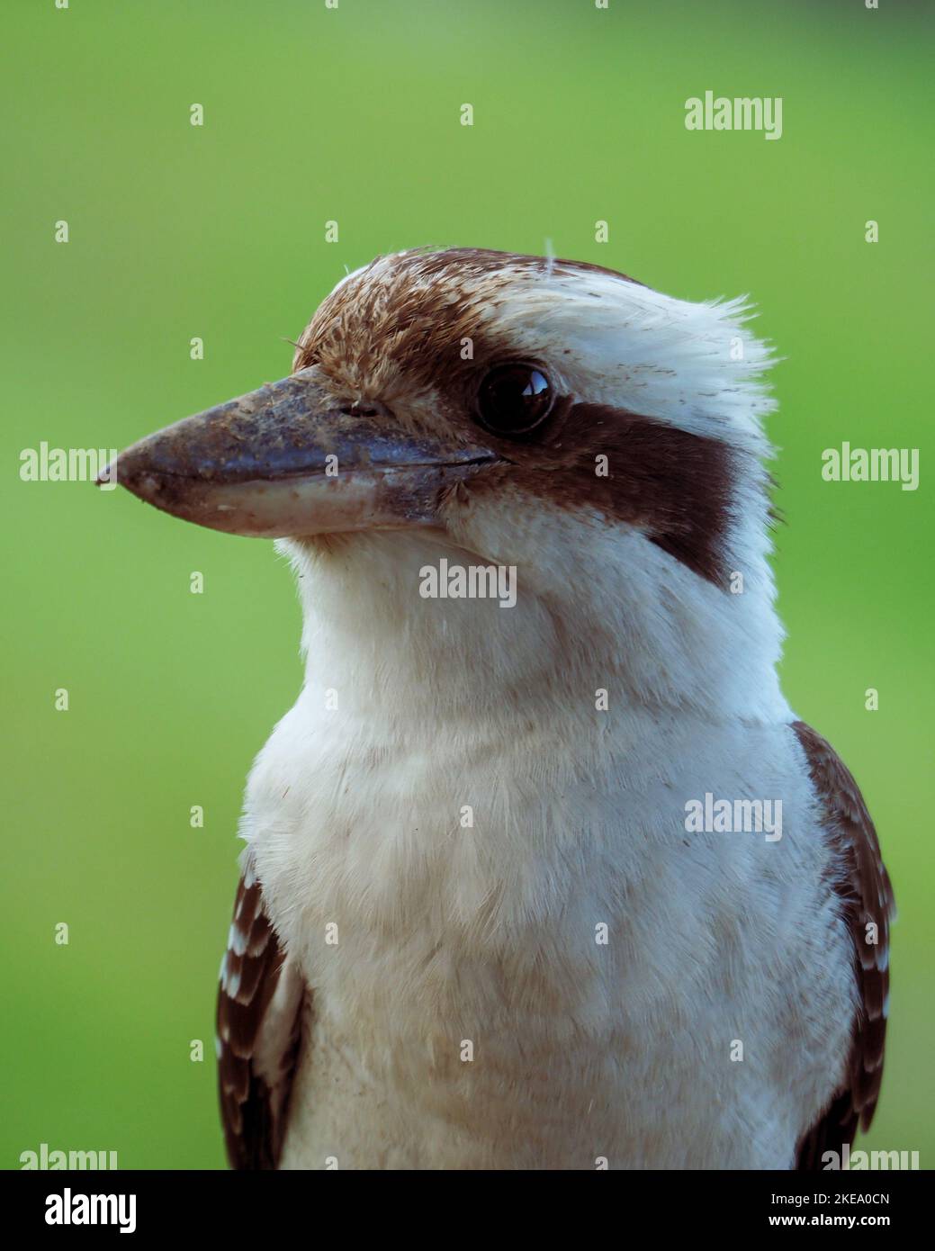 Australian native bird, Kookaburra, Australia Stock Photo - Alamy