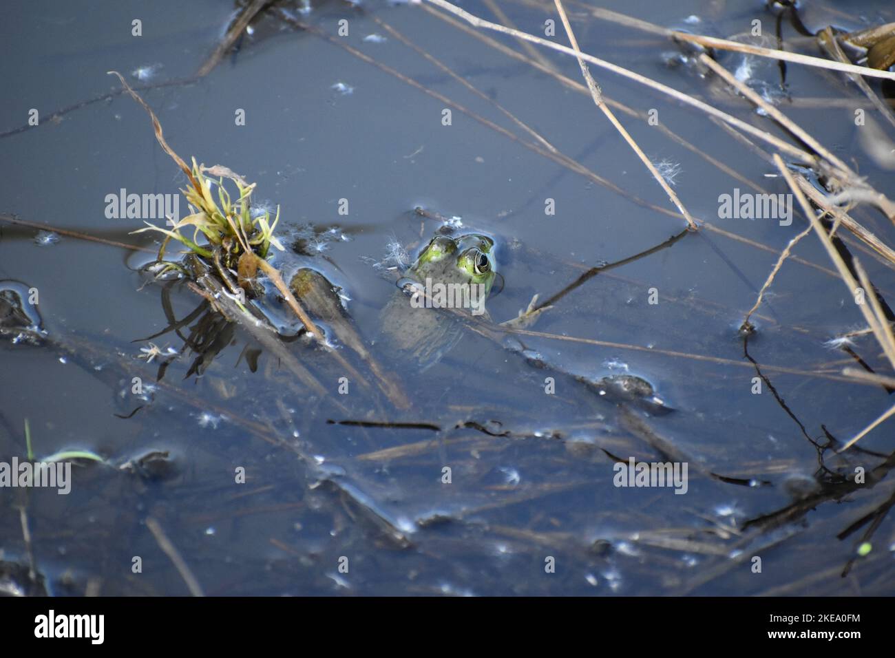 Bullfrog species hi-res stock photography and images - Alamy