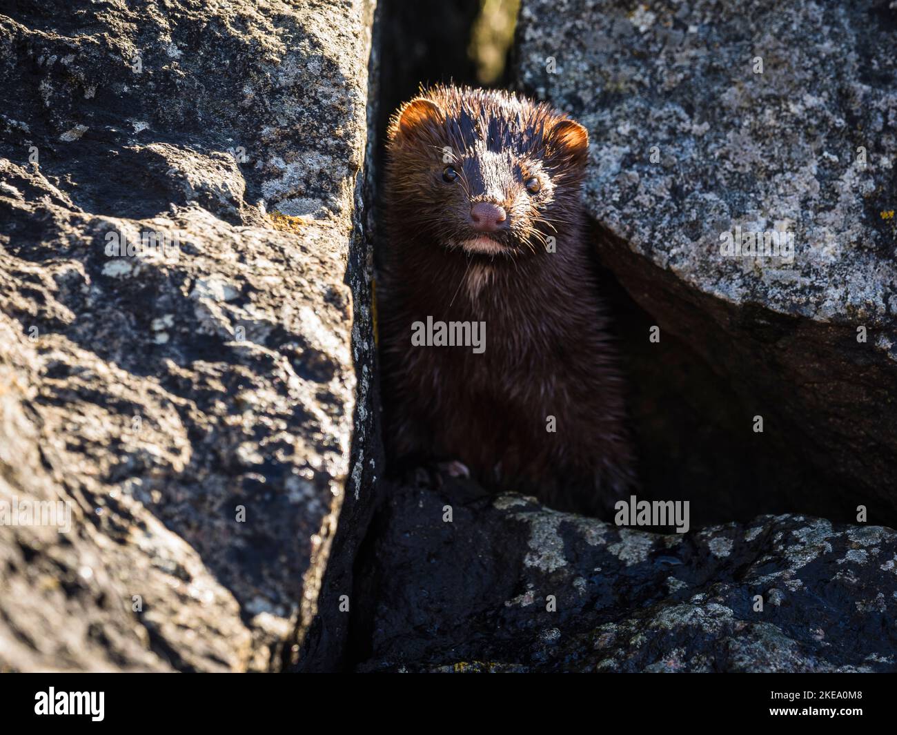 Standing weasel hi-res stock photography and images - Alamy