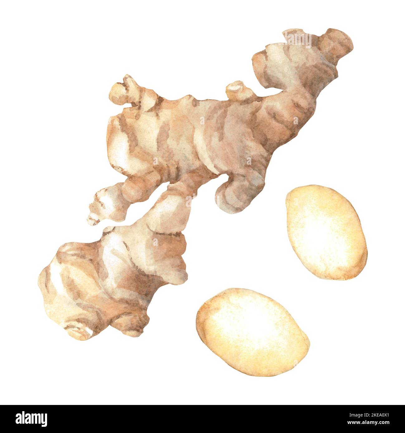 Ginger Watercolor. Isolate. Illustration for clipart. Designed for ...