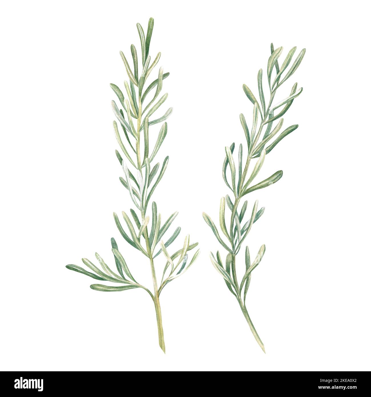 Rosemary Watercolor. Isolate. Illustration for clipart. Designed for ...