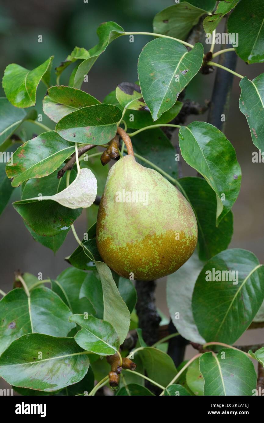 Pear onward hi-res stock photography and images - Alamy