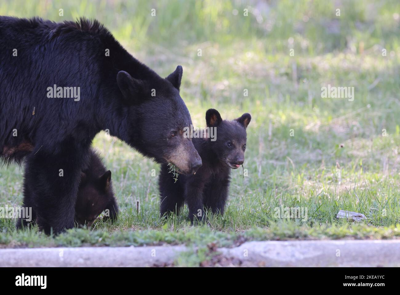 American black bear white Cubs (Ursus americanus) Jasper National Park ...