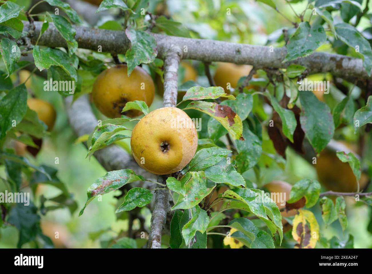 apple Egremont Russet, malus domestica Egremont Russet, Ripe apples ...