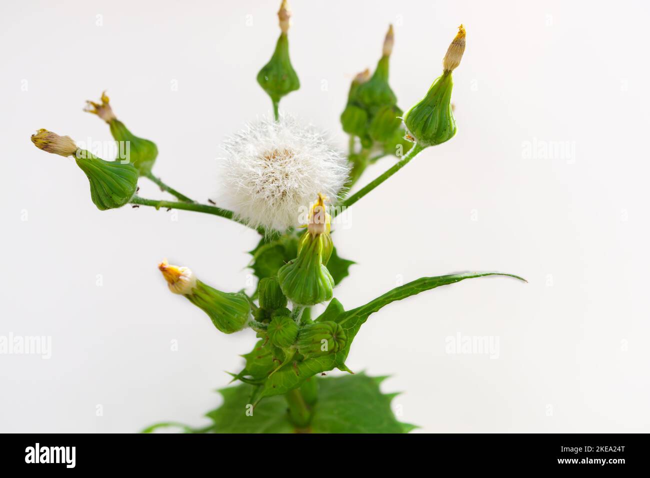 close-up of a Sonchus oleraceus L. plant in all stages of flowering ...