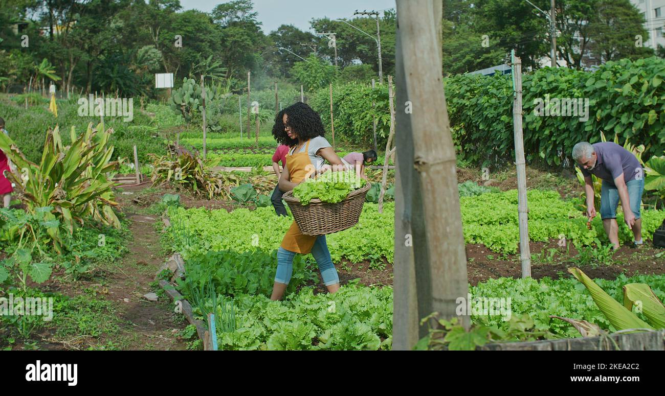 Group of people farming at small local urban farm agriculture. Friends ...