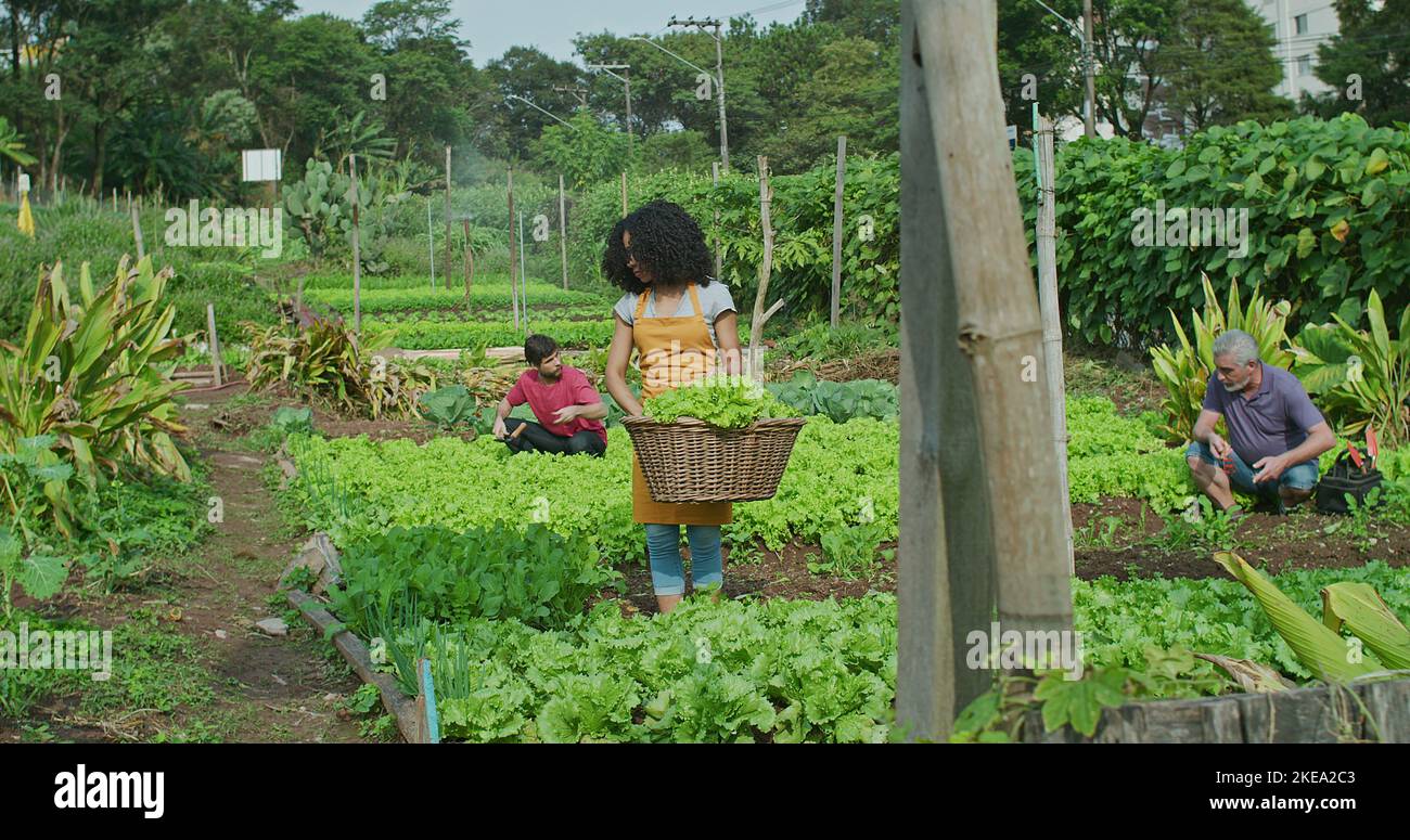 Group of people farming at small local urban farm agriculture. Friends ...