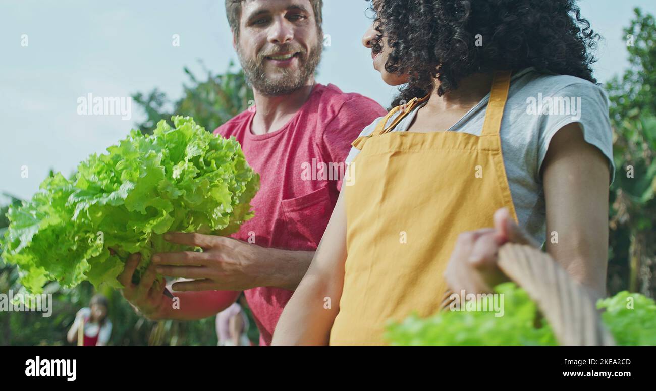 Diverse people growing cultivating food at local urban farm. Man ...