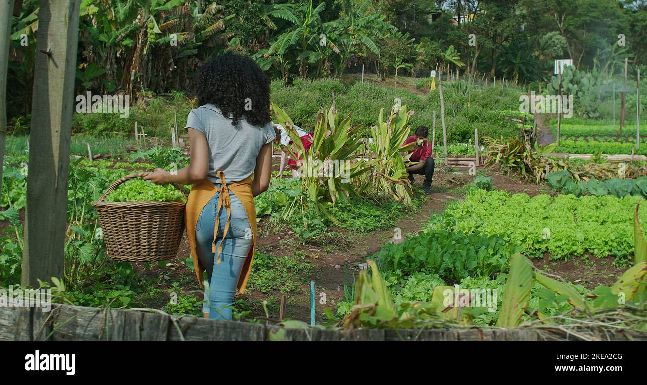 Group of people farming at small local urban farm agriculture. Friends ...