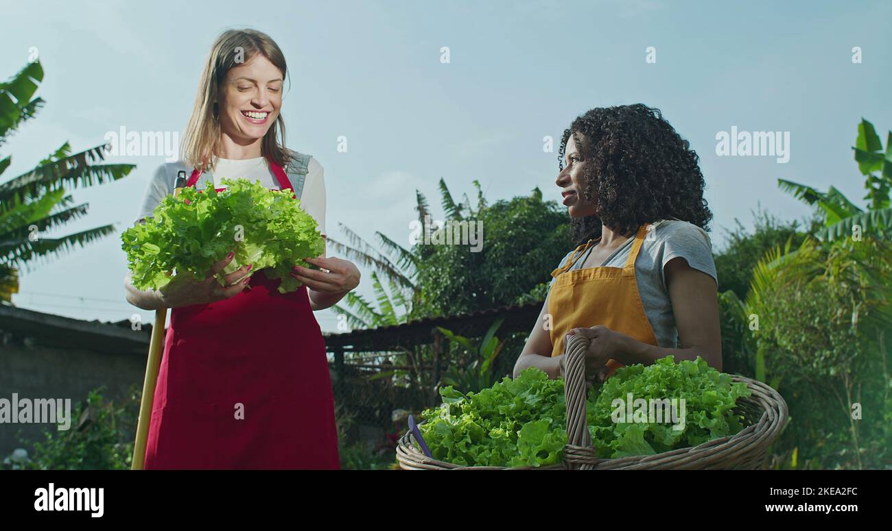 Two young diverse women wearing aprons standing in local farm holding ...