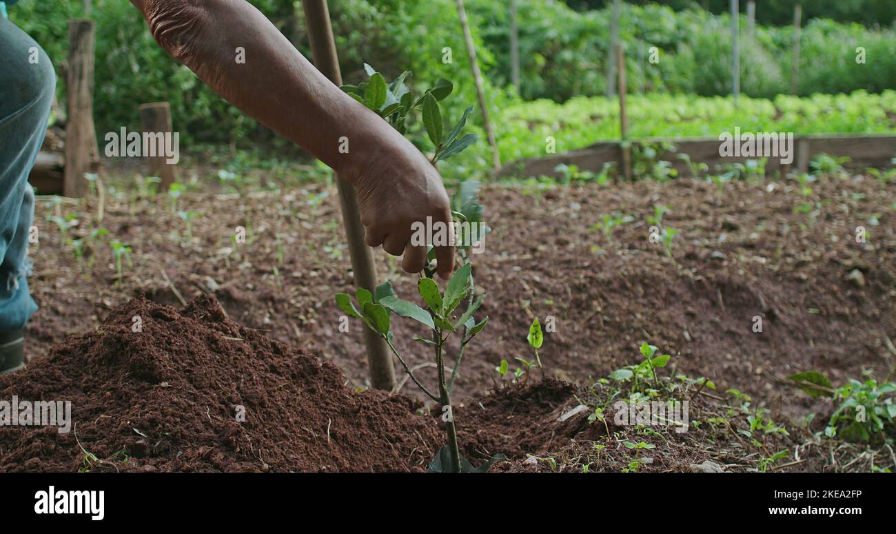 Senior man planting a seedling tree on earth and covering with dirt ...