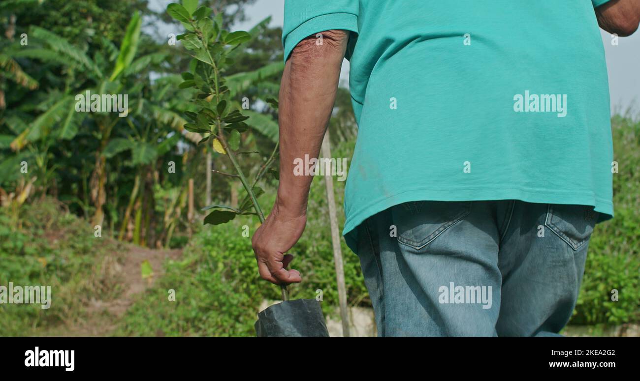 A hispanic older man holding seedling plant walking outdoors in farm ...