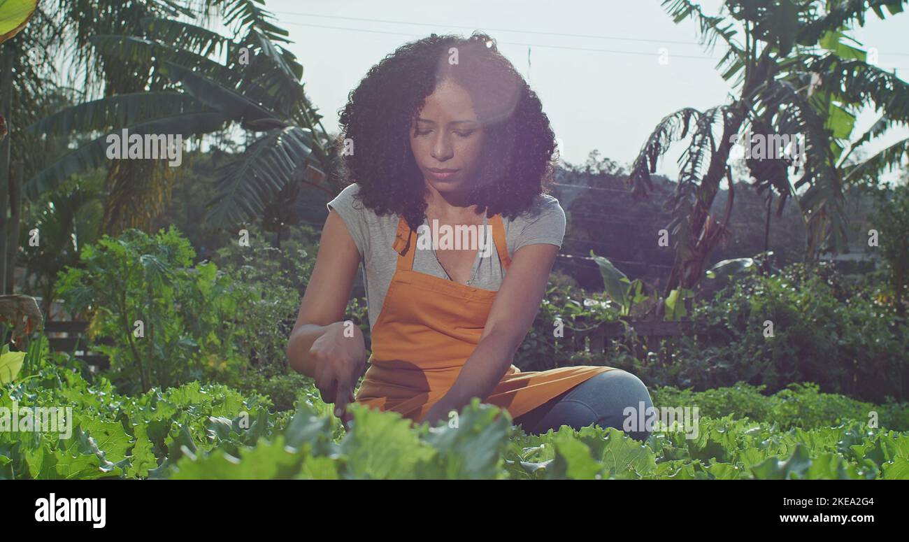 African American woman farming outside growing her own food at local ...