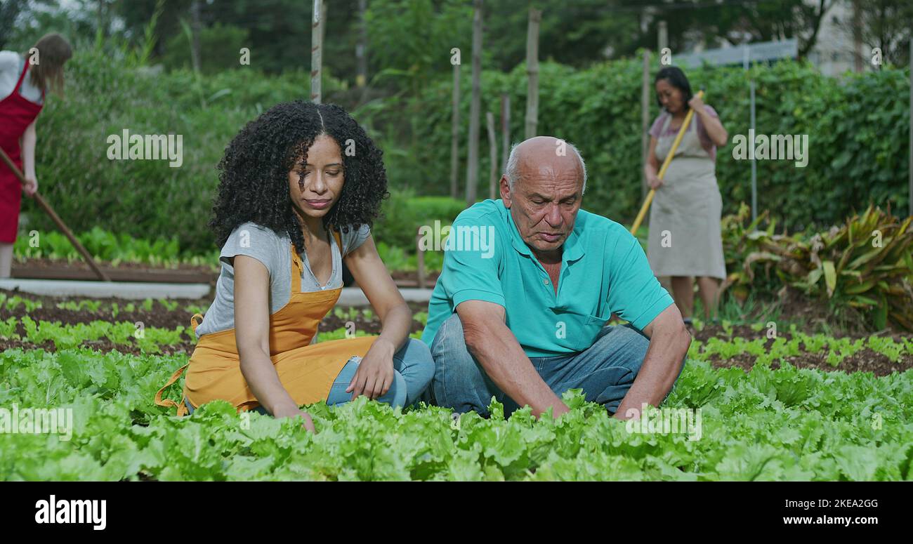 Group of people farming at community garden plantation. South American ...