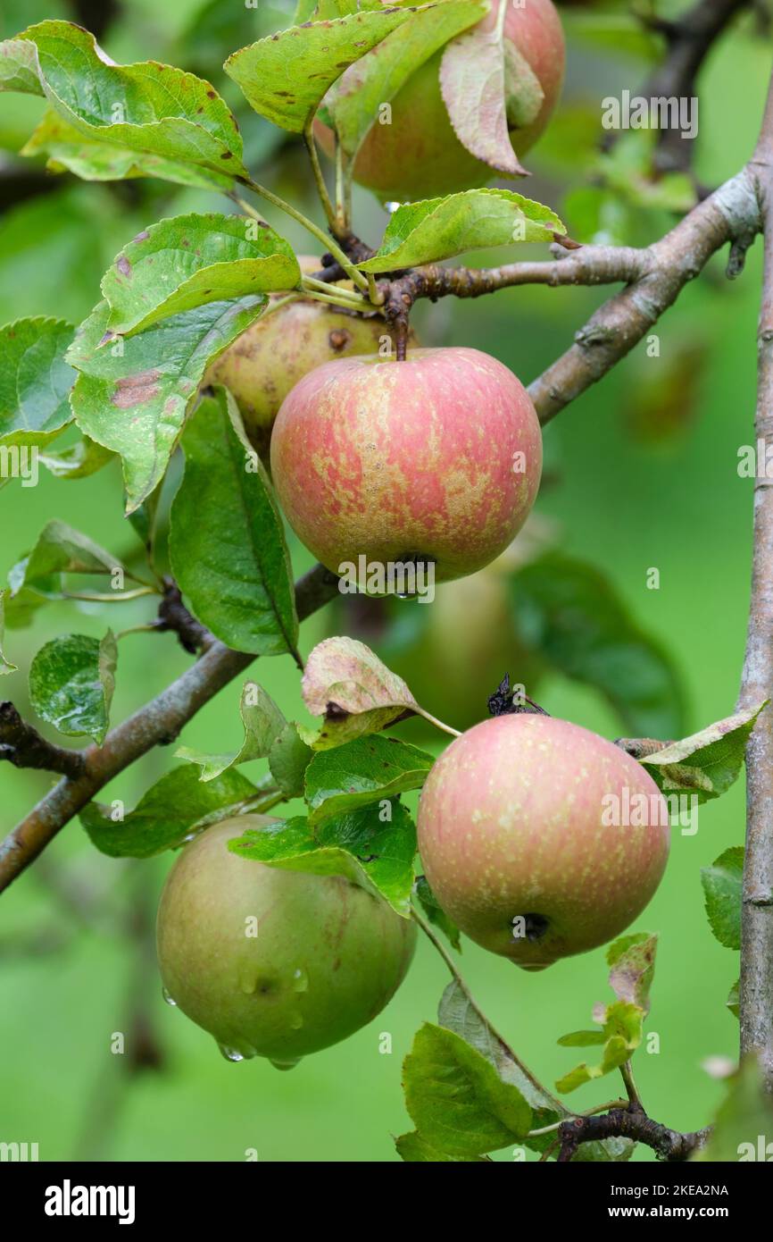 Manningtons hi-res stock photography and images - Alamy