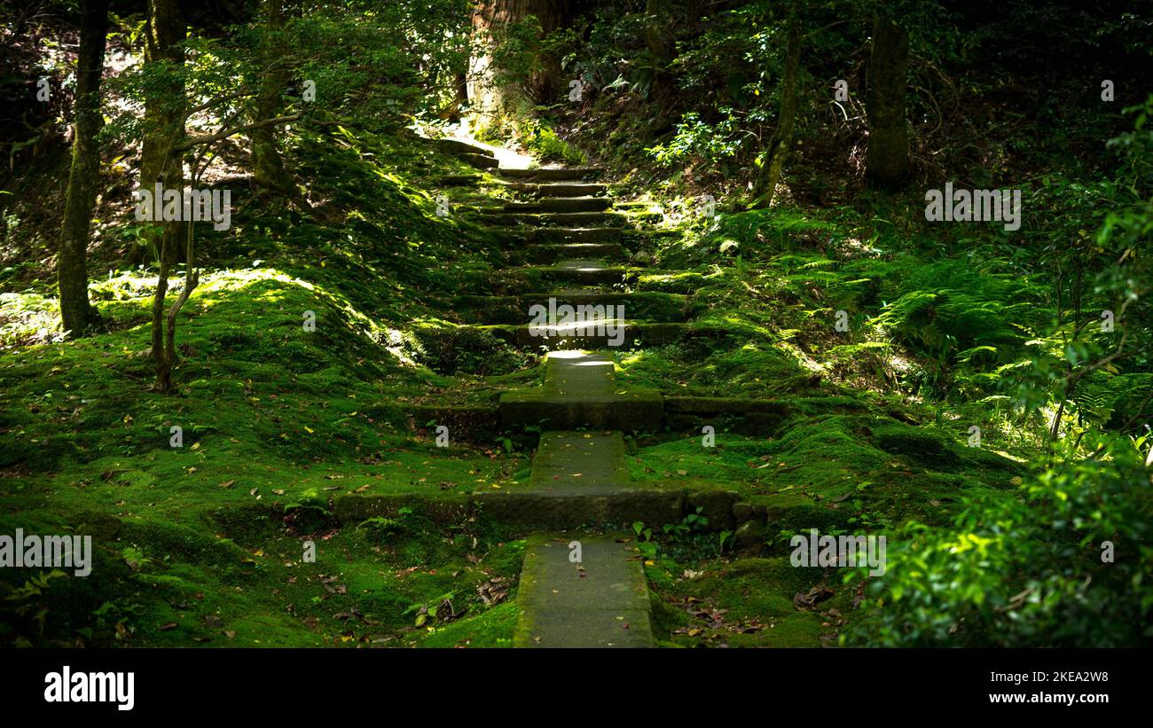 A set of concrete steps covered in moss surrounded by grass in a forest ...