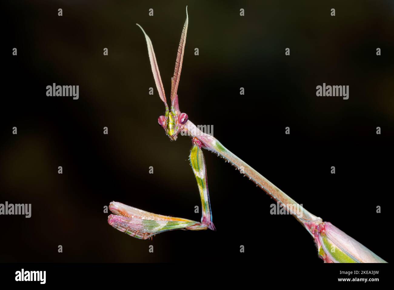 Close-up portrait of a cone-headed mantid on black, South Africa Stock ...