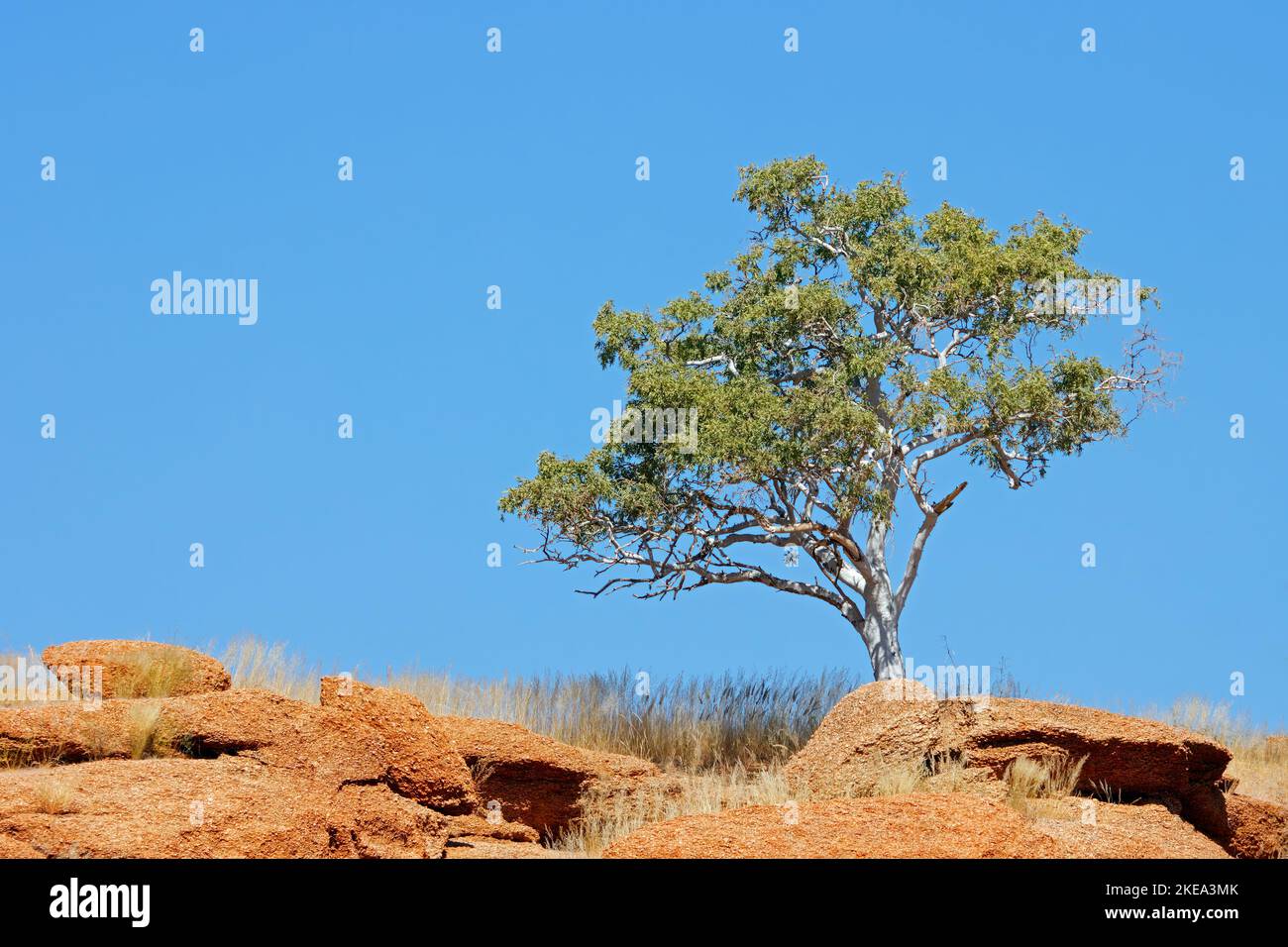 Rock tree landscape hi-res stock photography and images - Alamy