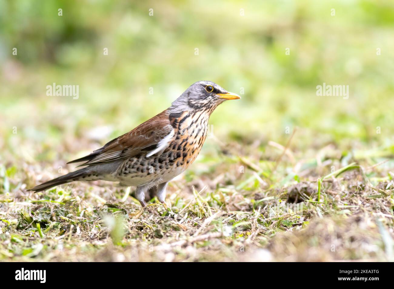 Fieldfare (Turdus pilaris) standing on spring grassland, alert posture ...