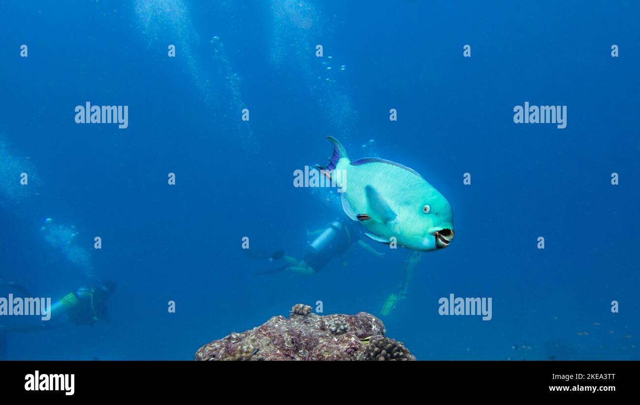 An underwater blue Parrotfish (Scaridae) with scuba divers in the ...