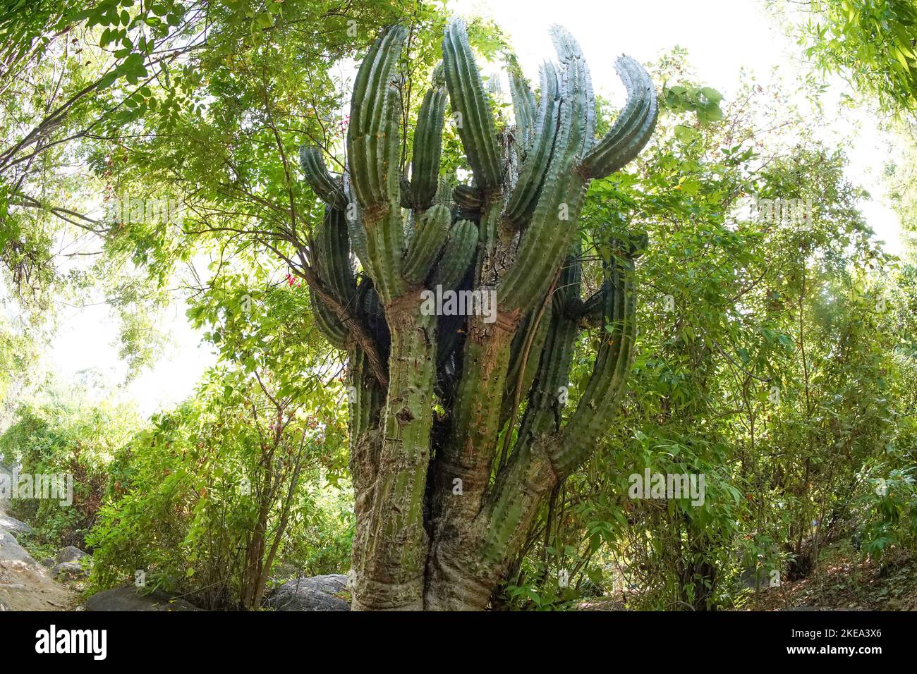 Mexico baja california sur giant cactus Stock Photo - Alamy