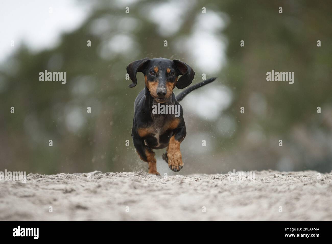 Running dachshund hi-res stock photography and images - Alamy