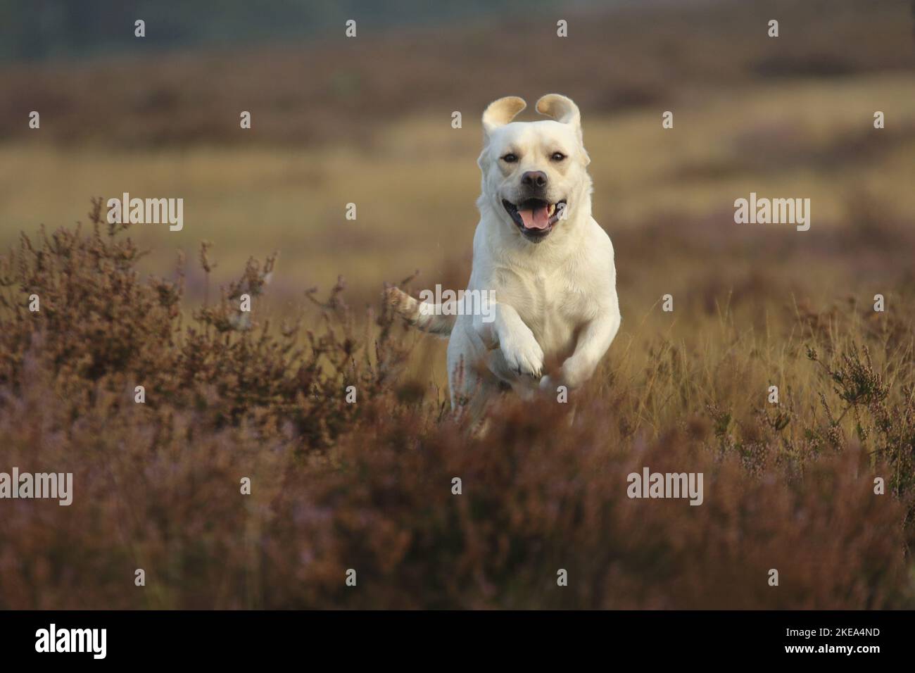 running Labrador Retriever Stock Photo - Alamy