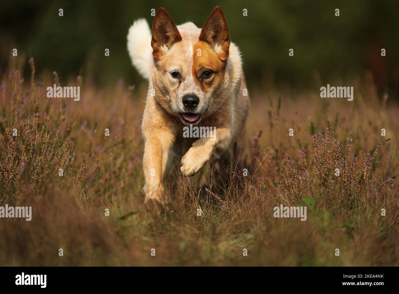 running Australian Cattle Dog Stock Photo - Alamy