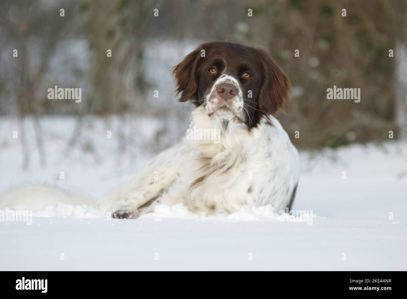 lying Dutch Partridge Dog Stock Photo - Alamy