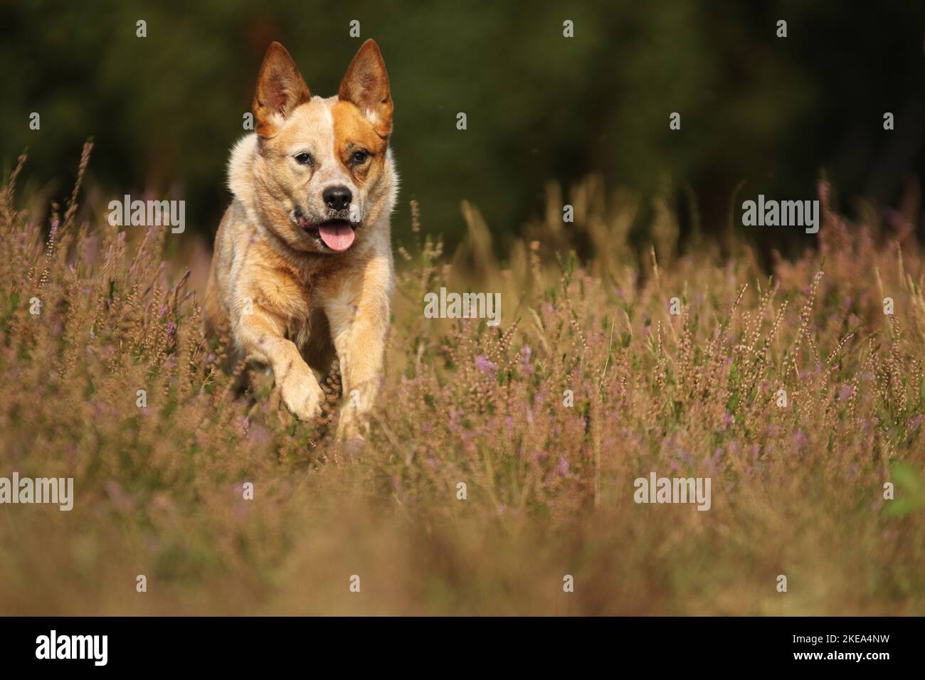 running Australian Cattle Dog Stock Photo - Alamy