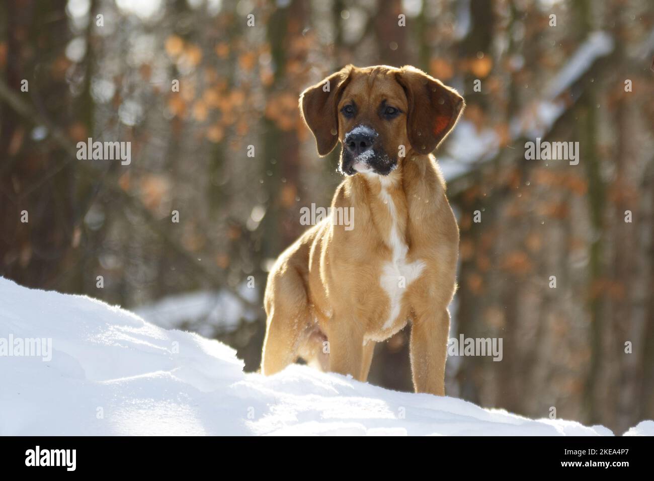 Saint bernard mongrel hi-res stock photography and images - Alamy