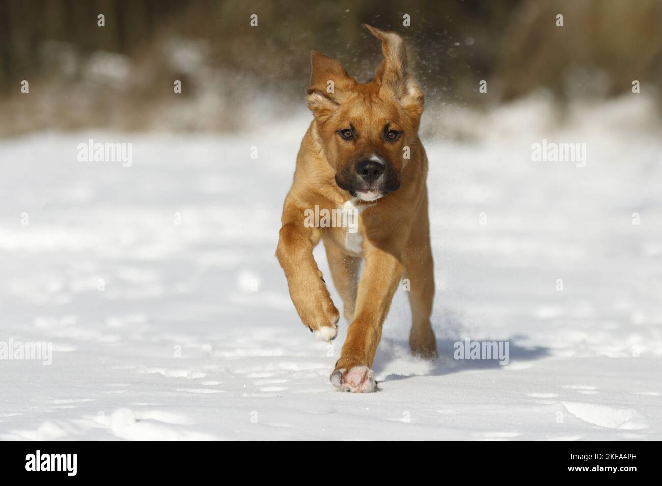 Rhodesian ridgeback mongrel hi-res stock photography and images - Alamy