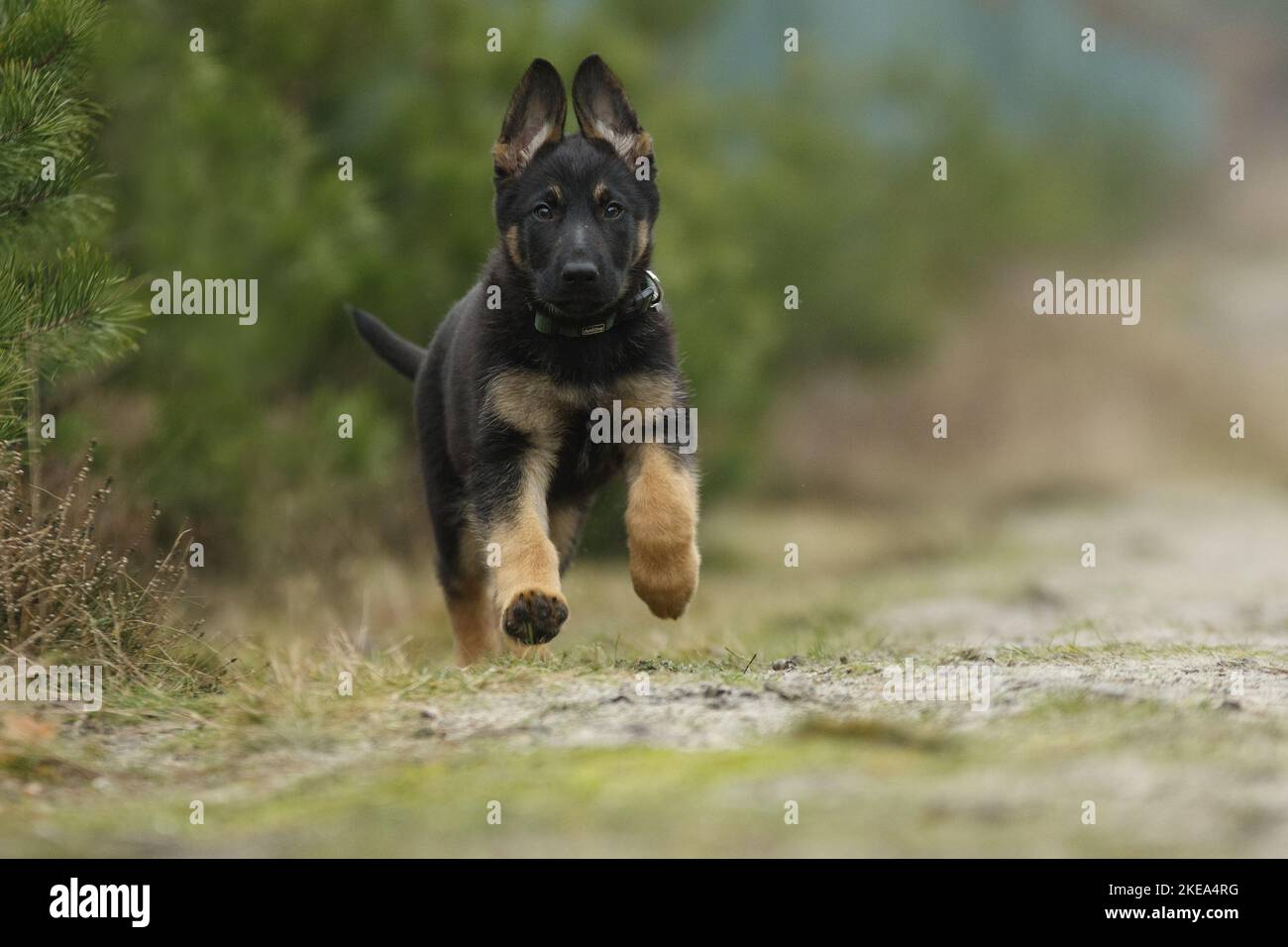 running German Shepherd Dog Puppy Stock Photo - Alamy