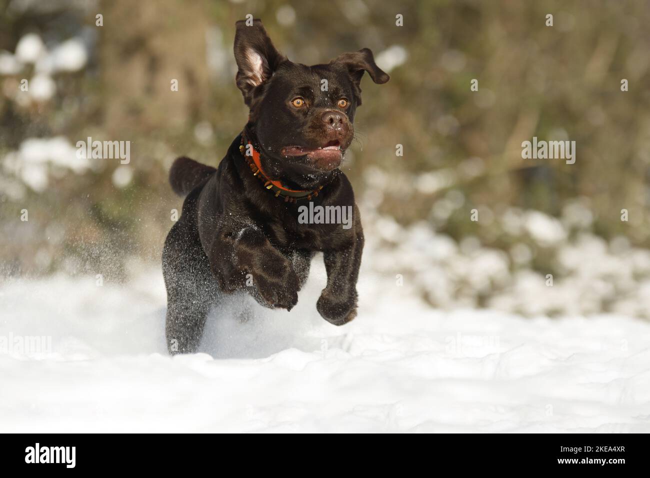 running Labrador Retriever Stock Photo - Alamy