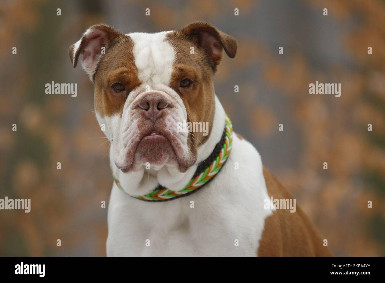 Olde English Bulldog portrait Stock Photo - Alamy