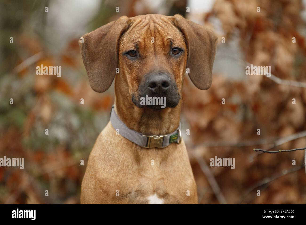 Rhodesian Ridgeback Puppy portrait Stock Photo - Alamy